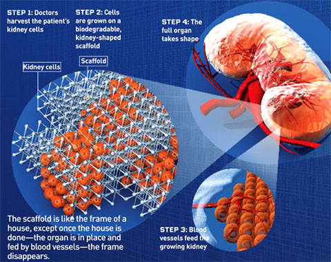 Biofabricatio Program at Brightlands enables Bioprinting | Moroni Lab ...